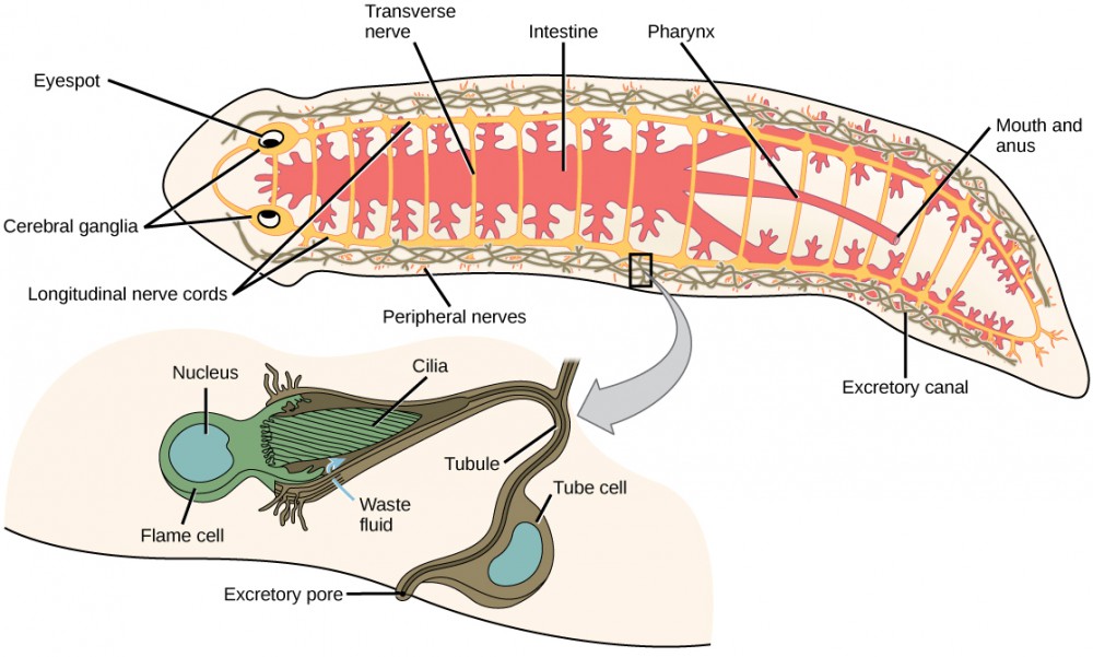 Flatworms Nematodes And Arthropods OpenStax Concepts Of Biology