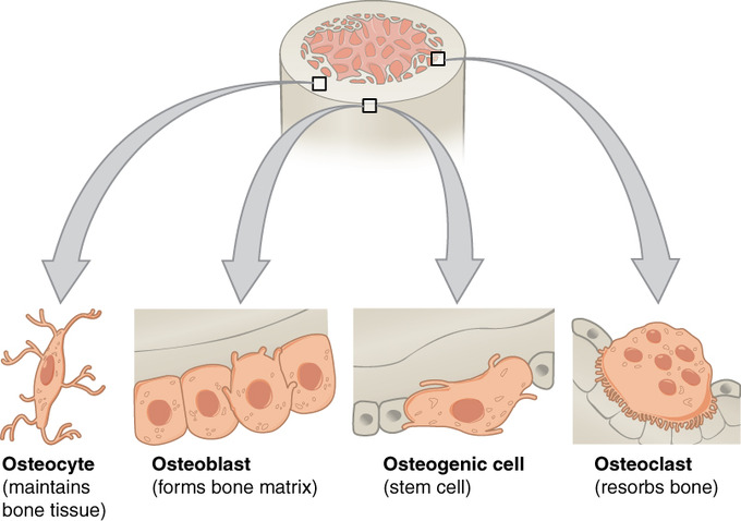 Bone Boundless Biology
