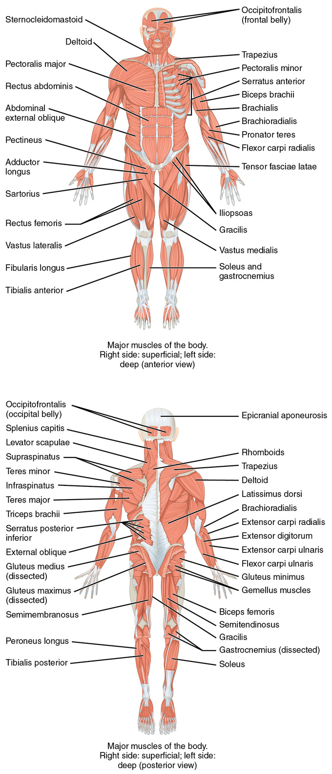 38 1 Types Of Skeletal Systems Functions Of The Musculoskeletal